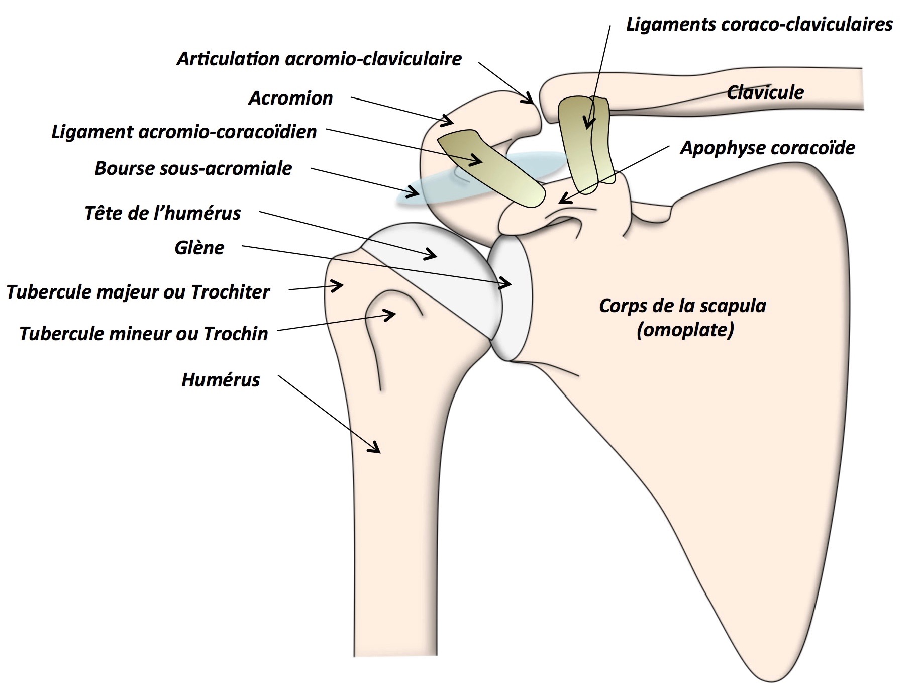 Anatomie De L paule Clinique Ost o Articulaire Des C dres Grenoble